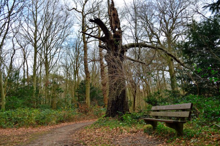 Dead tree bench - Rosenthal Photography - Photography, Flowers, Plants ...