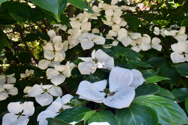 White flowers - Sheibani - Photography, Flowers, Plants, & Trees ...