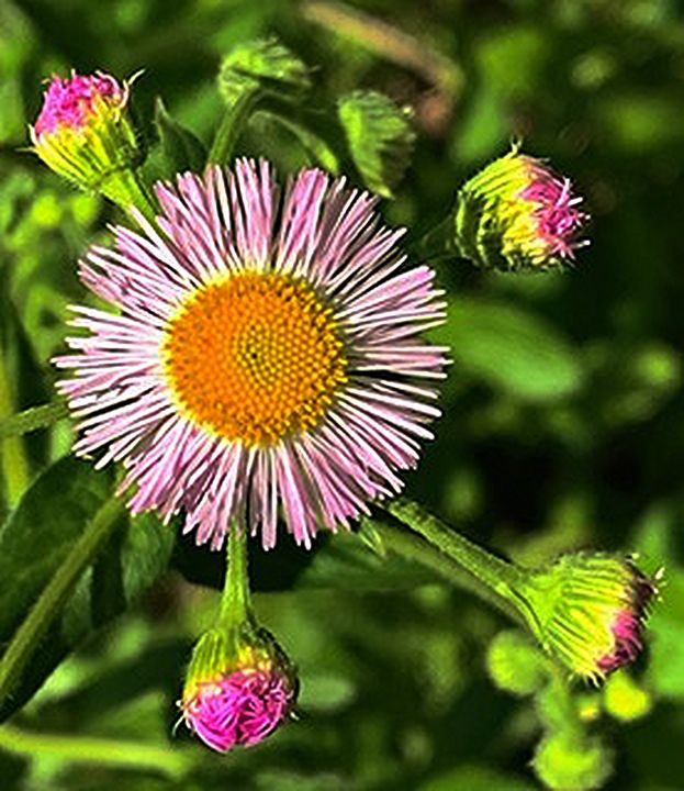 Pink Phil - Joseph Thaler Photo Art - Photography, Flowers, Plants ...