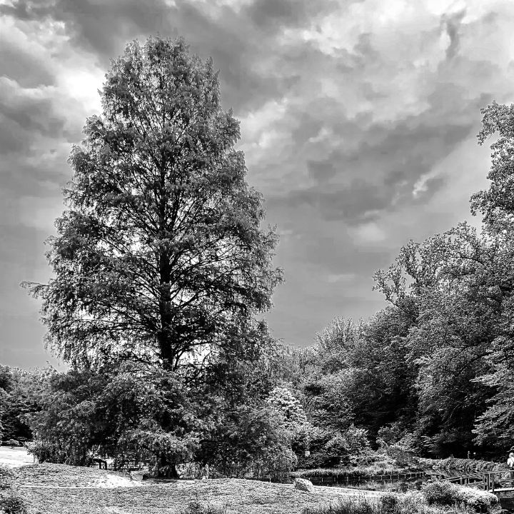 Large Tree - Joseph Thaler Photo Art - Photography, Landscapes & Nature ...