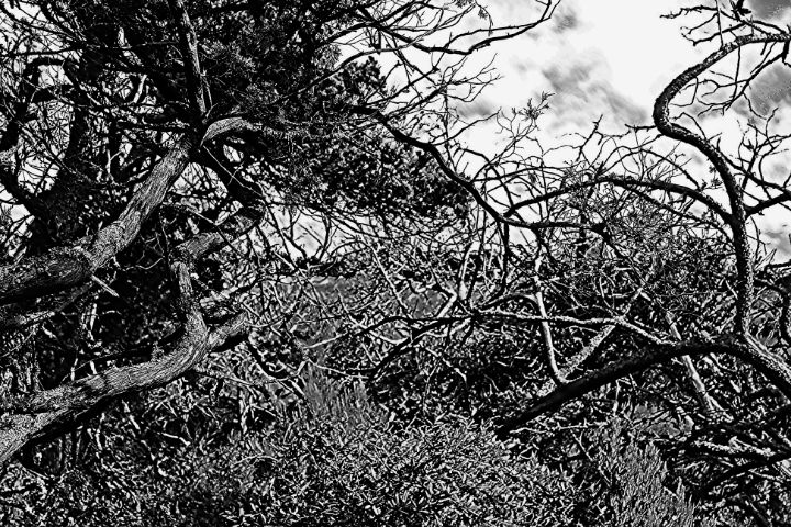 Jumble - Joseph Thaler Photo Art - Photography, Landscapes & Nature ...