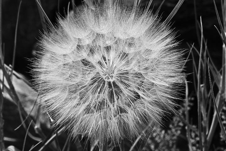 Puff - Joseph Thaler Photo Art - Photography, Flowers, Plants, & Trees ...