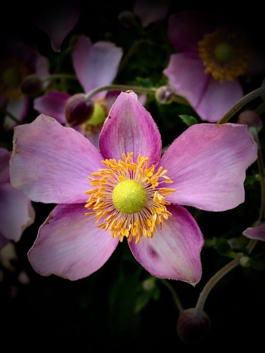 Pinkish - Joseph Thaler Photo Art - Photography, Flowers, Plants ...