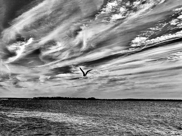 Gull Flight - Joseph Thaler Photo Art - Photography, Landscapes ...