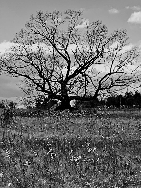 Winter Tree - Joseph Thaler Photo Art - Photography, Landscapes ...