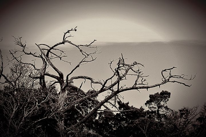 Stretch To The Sky - Joseph Thaler Photo Art - Photography, Landscapes ...