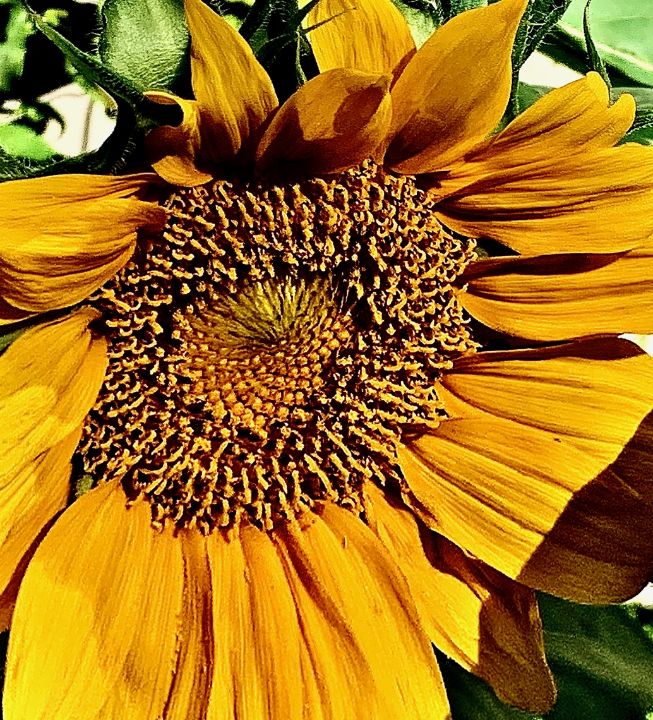 Sun - Joseph Thaler Photo Art - Photography, Flowers, Plants, & Trees ...