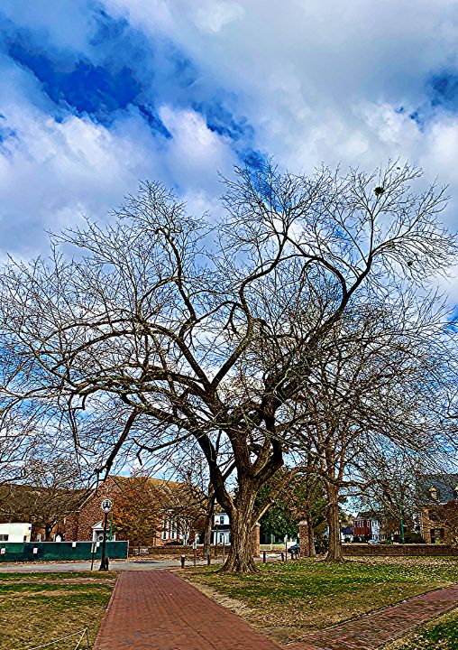 Penn Tree - Joseph Thaler Photo Art - Photography, Flowers, Plants ...