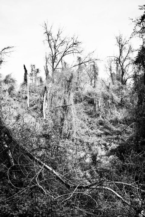 Woodflow - Joseph Thaler Photo Art - Photography, Landscapes & Nature ...