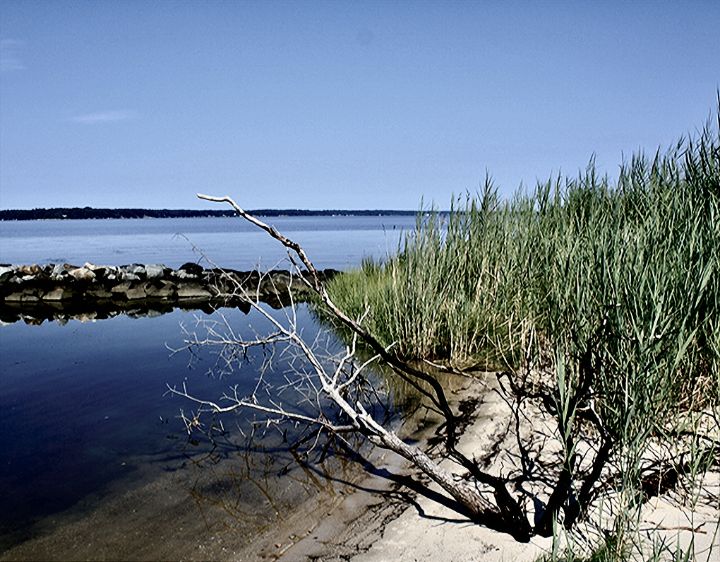 Reeds - Joseph Thaler Photo Art - Photography, Landscapes & Nature ...