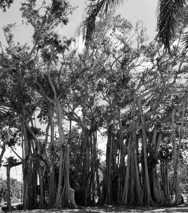 Banyan Grove - Joseph Thaler Photo Art - Photography, Flowers, Plants ...