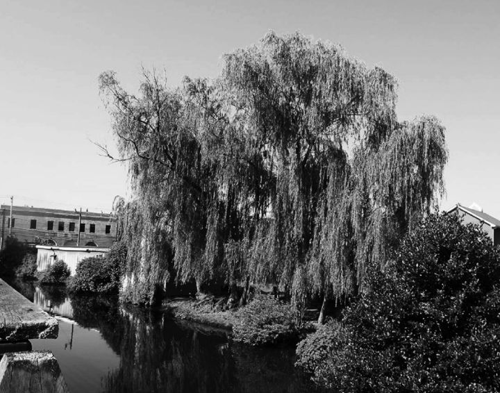 Willows - Joseph Thaler Photo Art - Photography, Landscapes & Nature ...