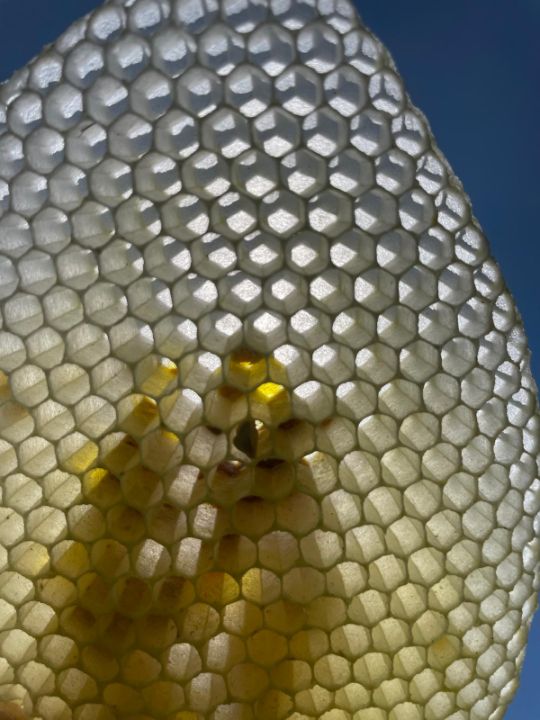Honeycomb in Sun - Anuhar Morales Coapango - Photography, Landscapes ...