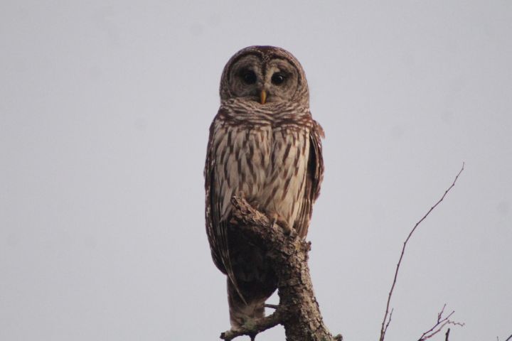 Stoic - Fantail Images- Lora Ross - Photography, Animals, Birds, & Fish ...