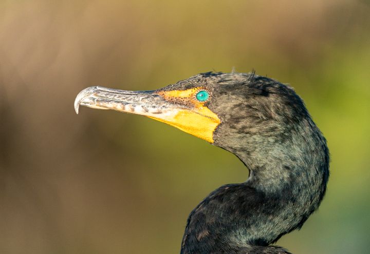 Cormorant portrait. - YD.Firingo. - Photography, Animals, Birds, & Fish ...