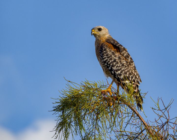 Red Shouldered Hawk - YD.Firingo. - Photography, Animals, Birds, & Fish ...