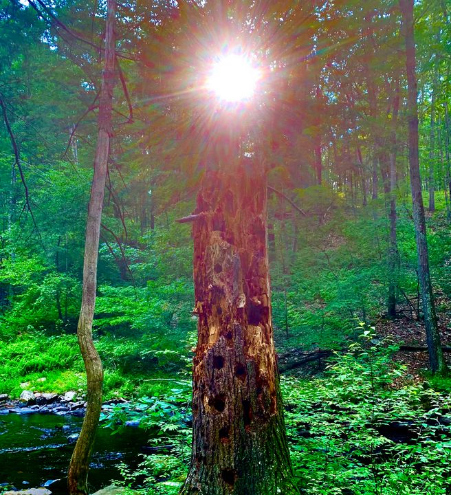 Old tree and the sun - NatAnat - Photography, Flowers, Plants, & Trees ...
