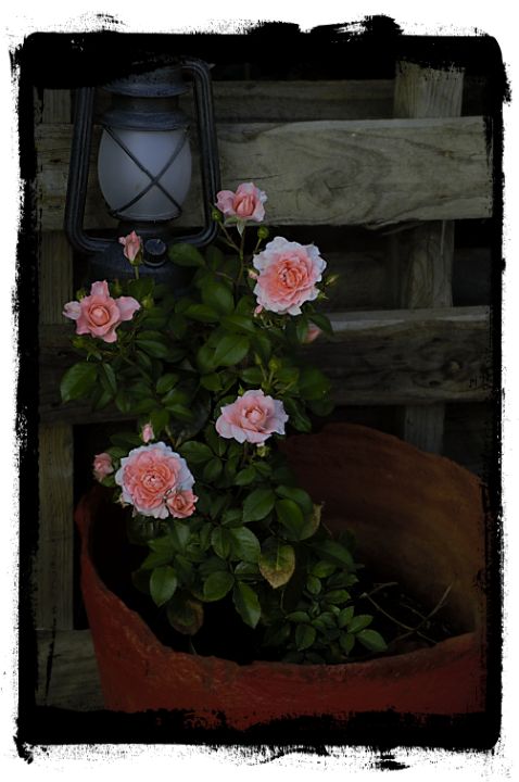 Pink Roses in a Terracotta Pot - LynneE - Photography, Flowers, Plants ...