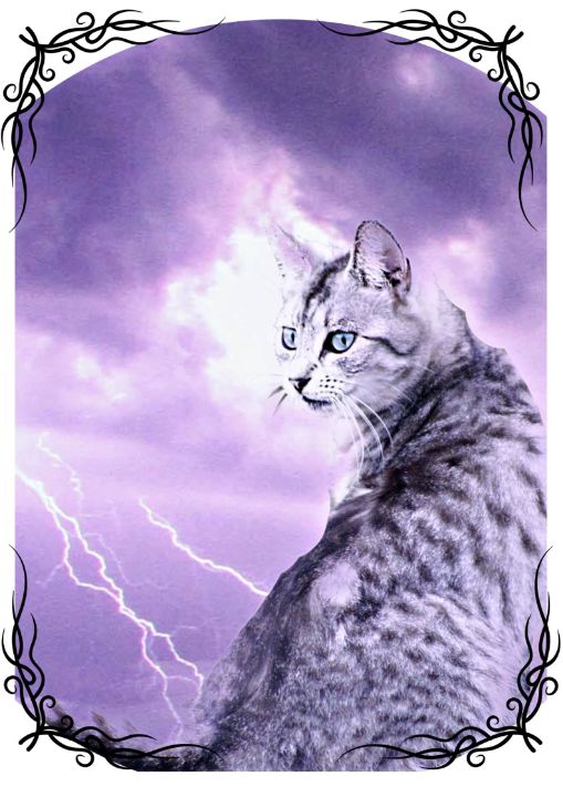 Purple Cat with Blue Eyes - LynneE - Digital Art & AI, Animals, Birds ...