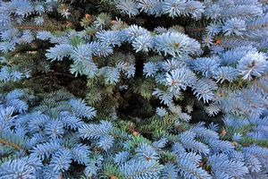 David Toy - Peak Light Photography - Photography, Digital Art