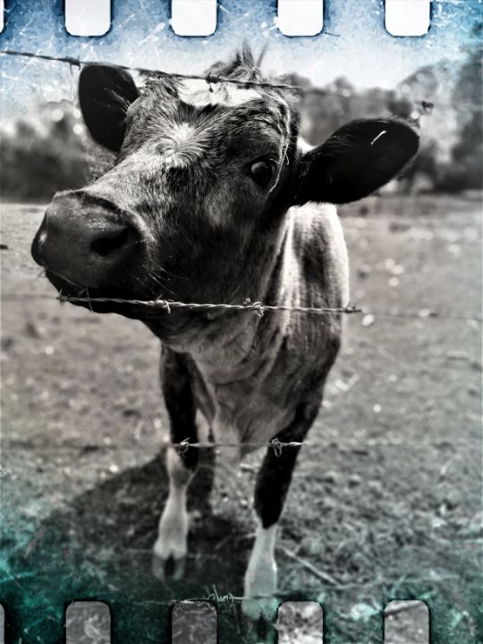 Hello Cow! - VictoriaAugust - Photography, Animals, Birds, & Fish, Farm ...