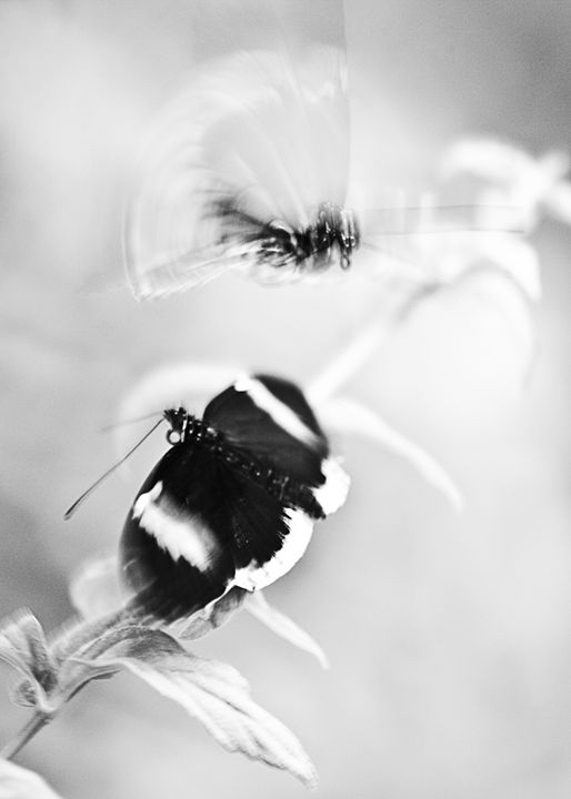 Moving Butterflies - ArtByLaurenBritz - Photography, Animals, Birds ...