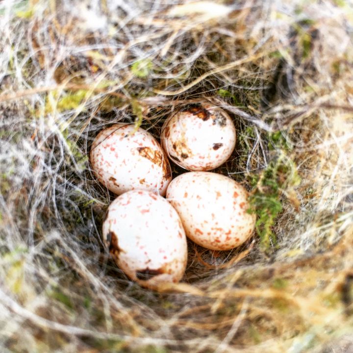Eggs - BB - Photography, Animals, Birds, & Fish, Birds, Other Birds ...