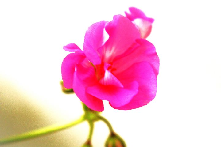 Flower Solo - Lorne Photos - Photography, Flowers, Plants, & Trees ...