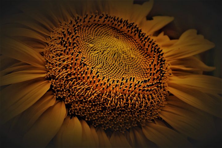 Sunflower - Lorne Photos - Photography, Flowers, Plants, & Trees ...