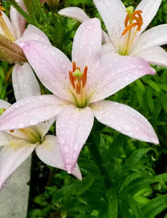 Lily - Nature - Photography, Flowers, Plants, & Trees, Flowers, Flowers ...