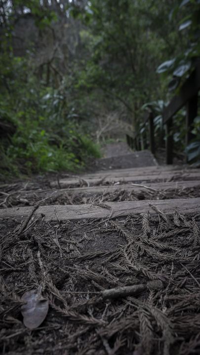 Into the Forest - Oberon Photography - Photography, Landscapes & Nature ...