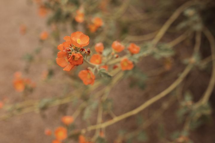 Apricot Mallow Wildflower - Anita McLeod Photography - Photography ...