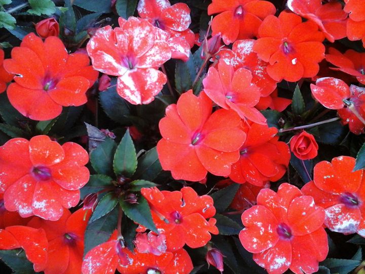 Colorful flowers - Giart - Photography, Flowers, Plants, & Trees ...