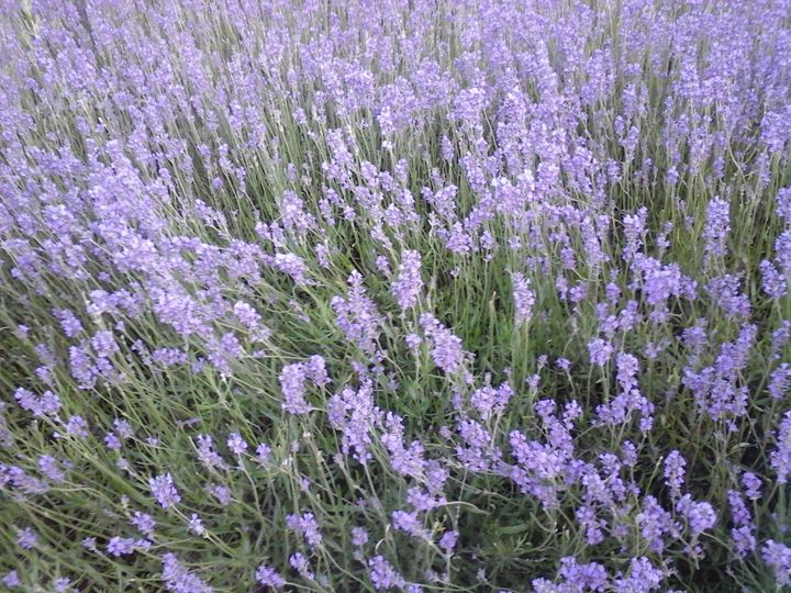 Lavender - Giart - Photography, Flowers, Plants, & Trees, Flowers ...