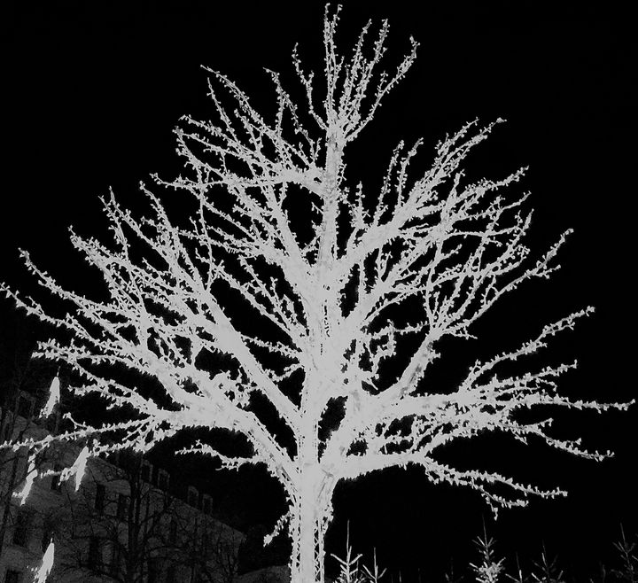 White tree - Giart - Photography, Landscapes & Nature, Other Landscapes ...