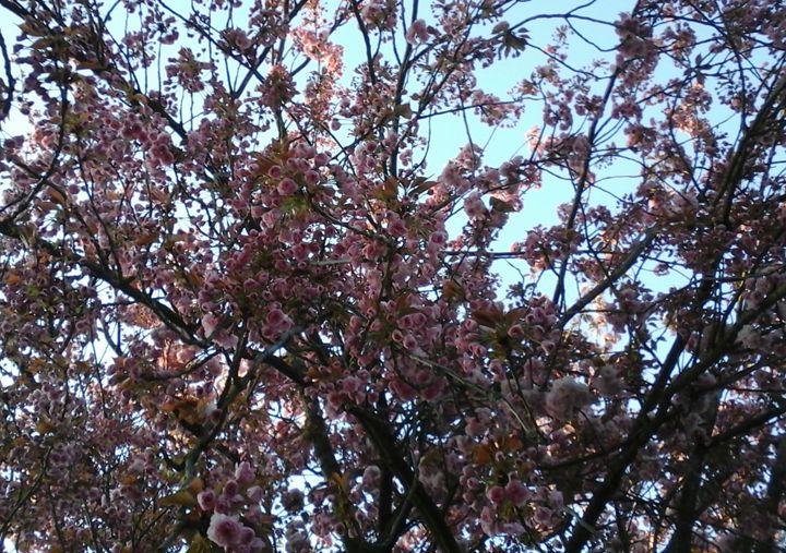 Flowering - Giart - Photography, Flowers, Plants, & Trees, Trees ...