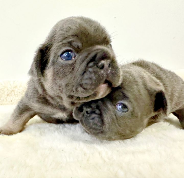Frenchie pups - Beatrice - Photography, Animals, Birds, & Fish, Dogs ...
