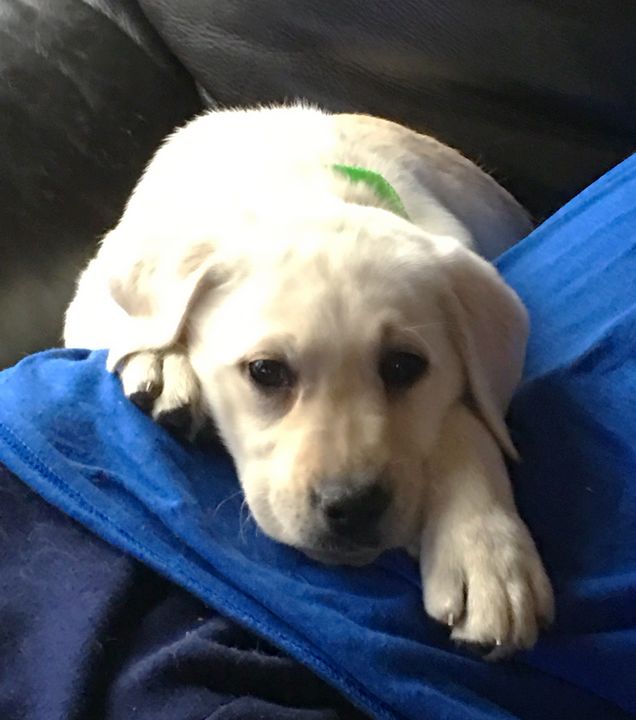 Resting yellow lab - Beatrice - Photography, Animals, Birds, & Fish ...