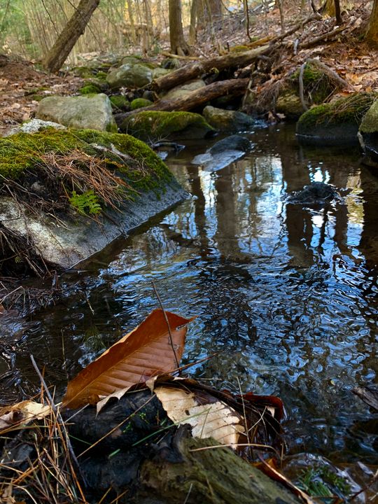 Woodland Peace - Beatrice - Photography, Landscapes & Nature, Forests ...
