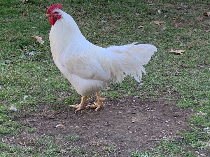 White rooster - Beatrice - Photography, Animals, Birds, & Fish, Farm ...
