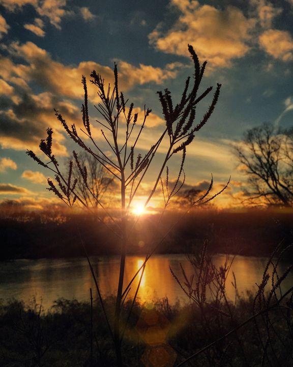 Sam holt nature prints - Photography