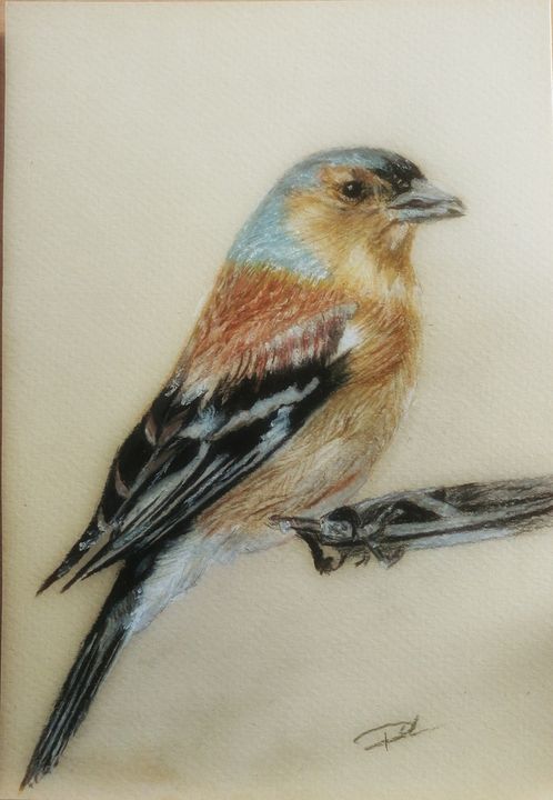 Common chaffinch - M.K.PalArt - Drawings & Illustration, Animals, Birds ...