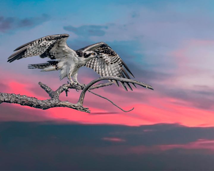 Osprey in Color - Nature Photography by Richard Higgins - Photography ...