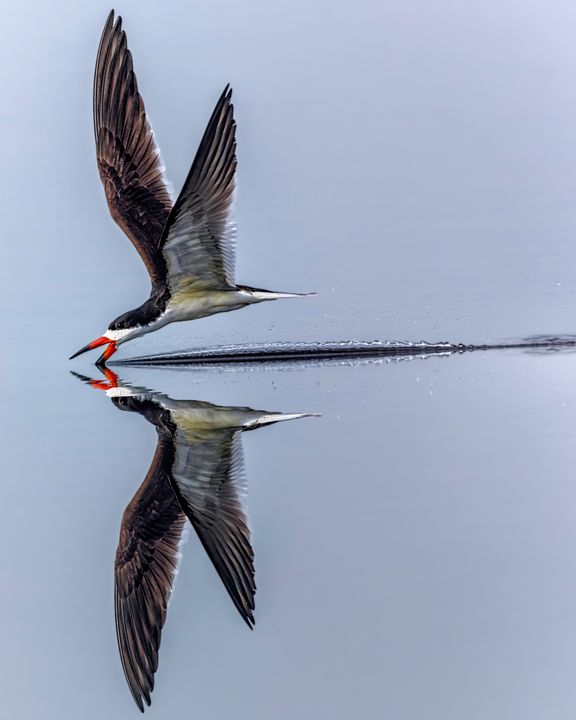 Black Skimmer Skimming - Nature Photography by Richard Higgins ...