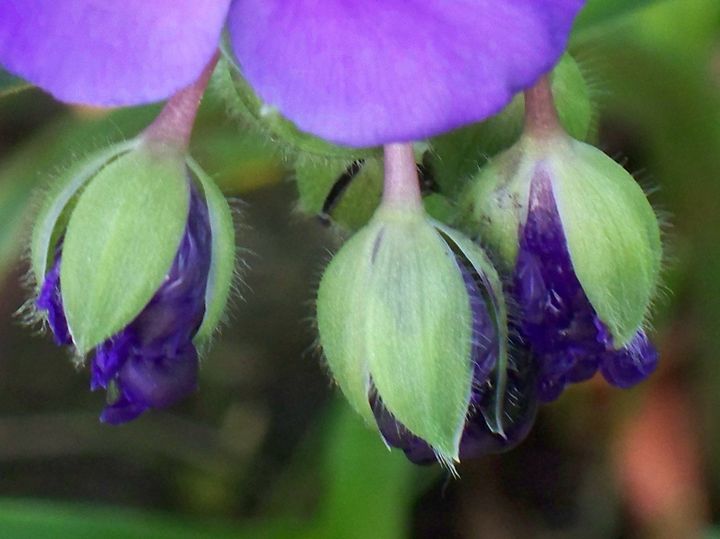 Budding - Silva Nature Photography - Photography, Flowers, Plants ...