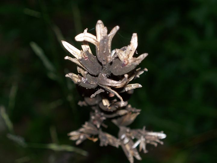 Decipher - Silva Nature Photography - Photography, Abstract, Organic ...