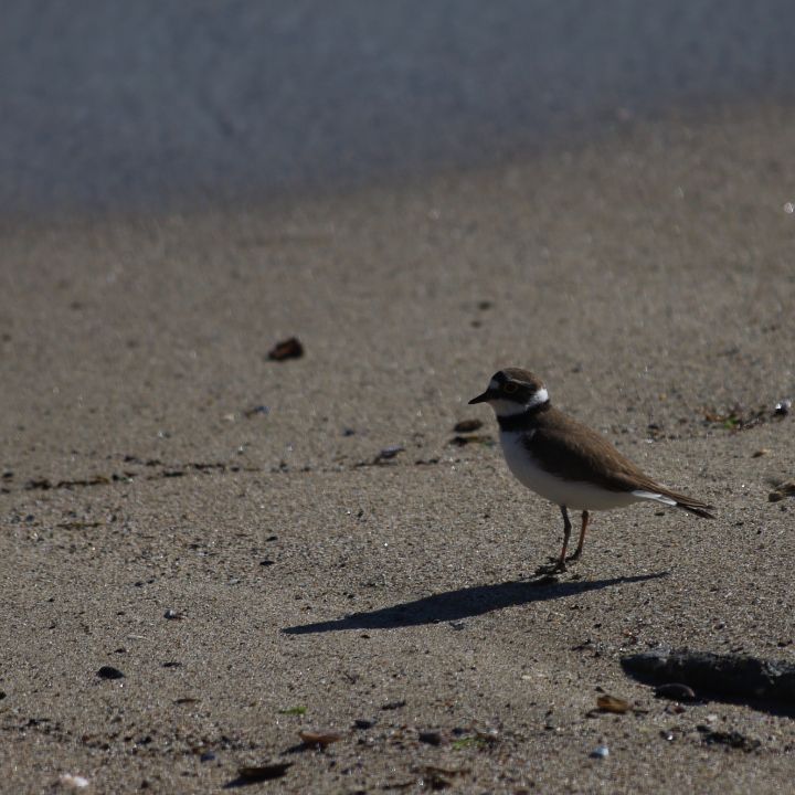 Small bird on a beach - Dmitry Puzyrev - Photography, Animals, Birds ...