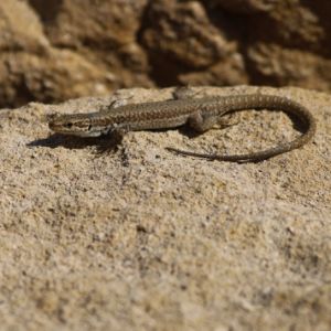 Small lizard - Dmitry Puzyrev - Photography, Animals, Birds, & Fish ...