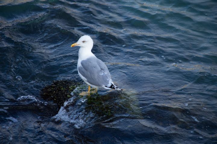 Seagull sitting on a stone - Dmitry Puzyrev - Photography, Animals ...