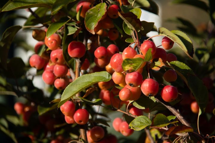 Small red fruits - Dmitry Puzyrev - Photography, Flowers, Plants ...